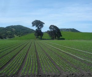 Salinas Valley and the Future of Farming