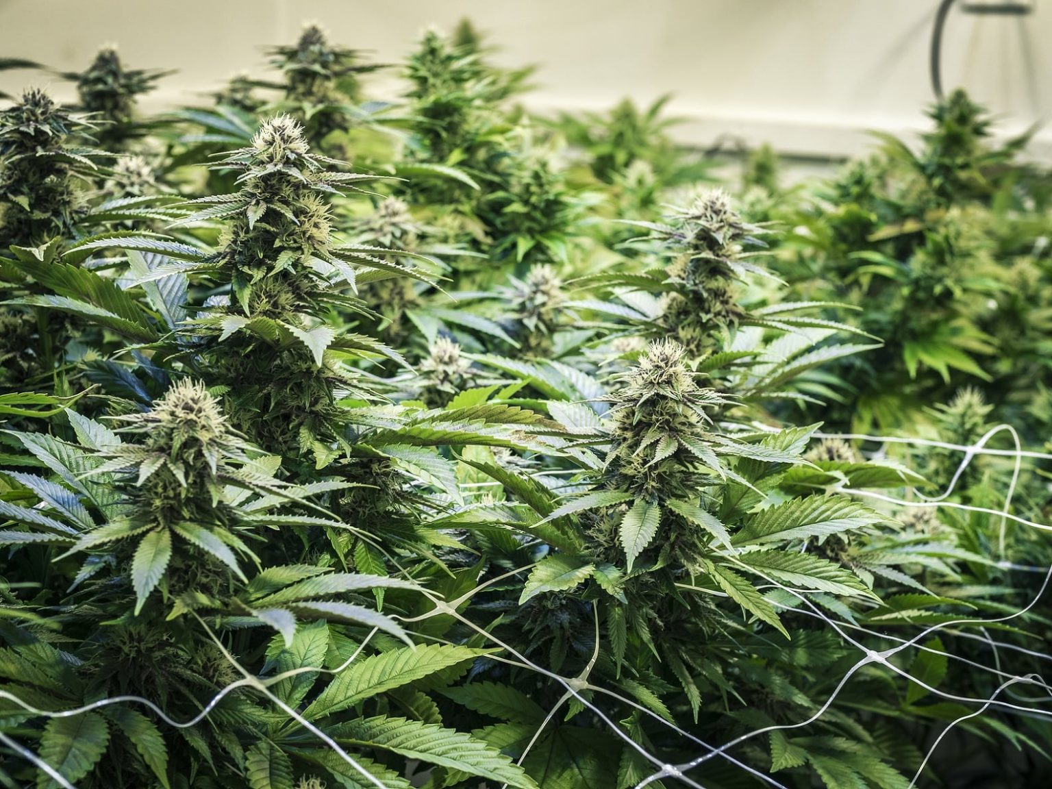 How Innovation in Grow Technology is Advancing the Cannabis Industry ...