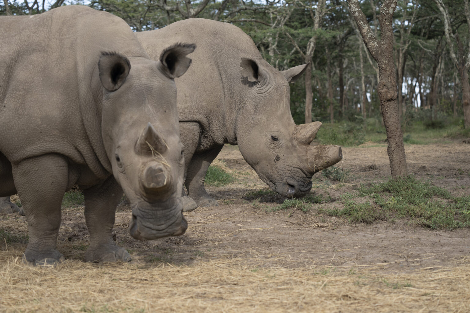 BioRescue Leads White Rhino Conservation Efforts Featured in The Last ...